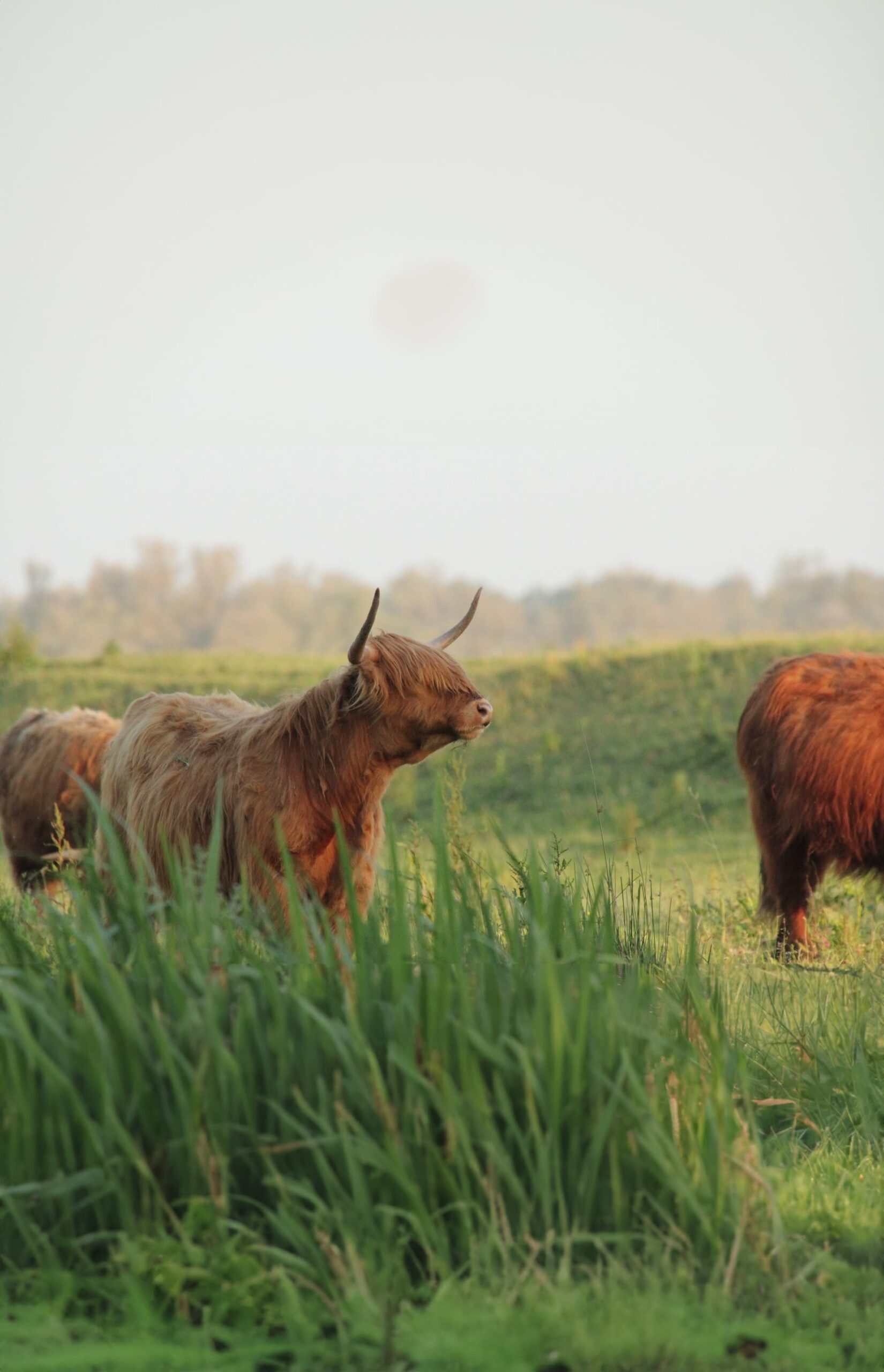 Dieren - Blokhutboot
